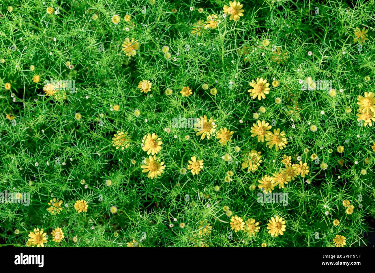 Top view yellow daisy flowers in garden, flower background concept ...