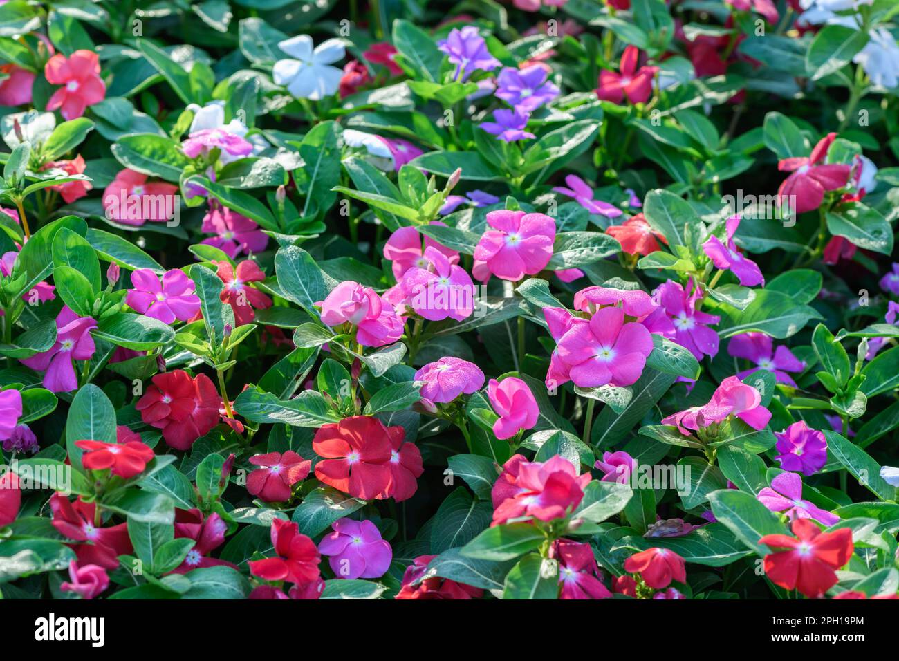 colorful of Madagascar periwinkle flower blooming in garden, flower ...