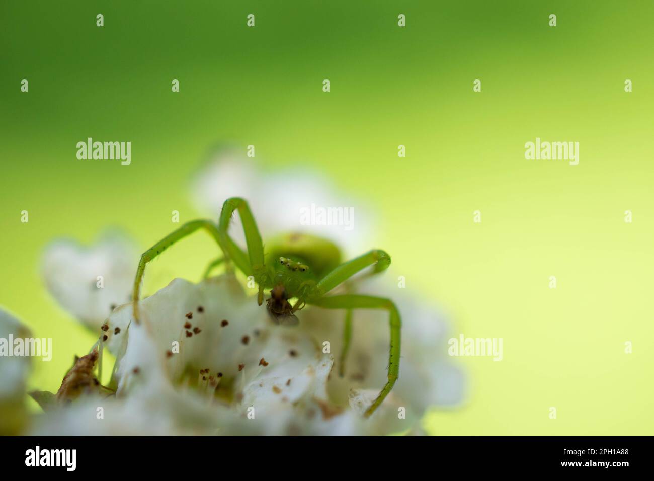 A closeup of misumenops spider perched atop a cluster of white flowers ...