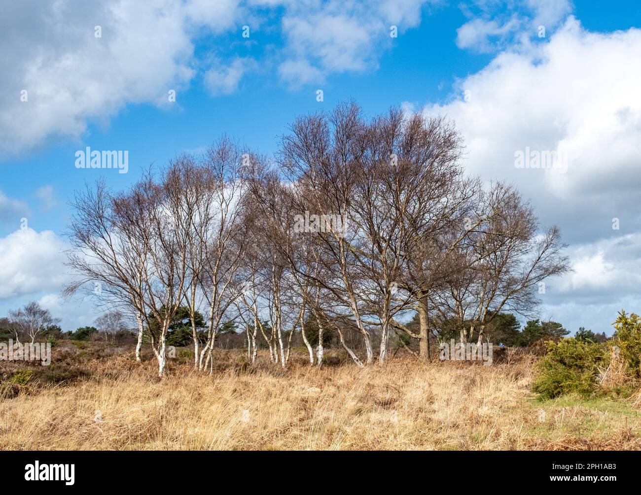 Group of silver birch trees on Dunwich Heath on the Suffolk Coast Stock ...