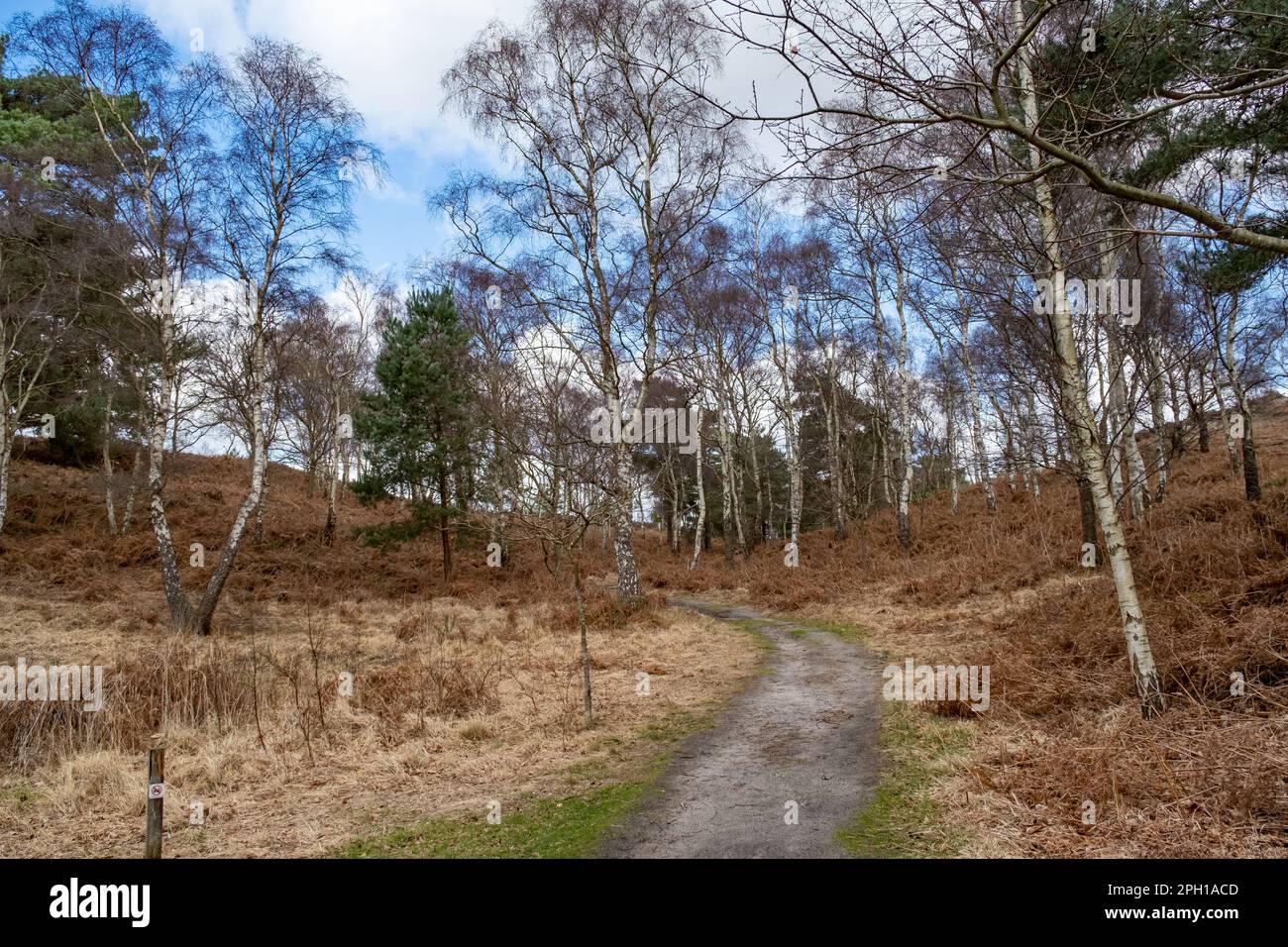 Tree lined footpath through Dunwich Heath on the Suffolk Coast Stock ...