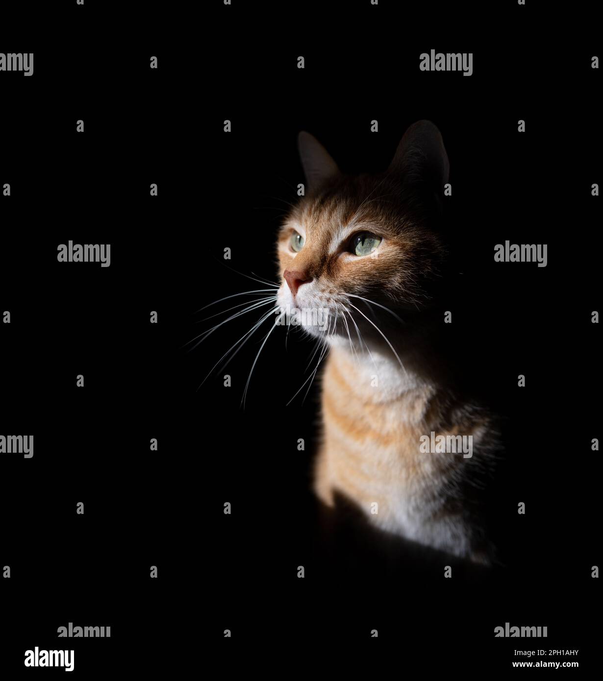cute ginger cat in dark environment looking into the bright sunlight ...