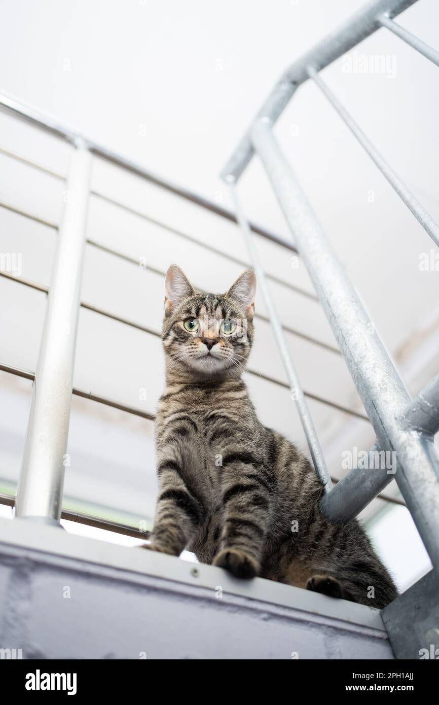curious tabby cat at the animal shelter standing right next to a ...