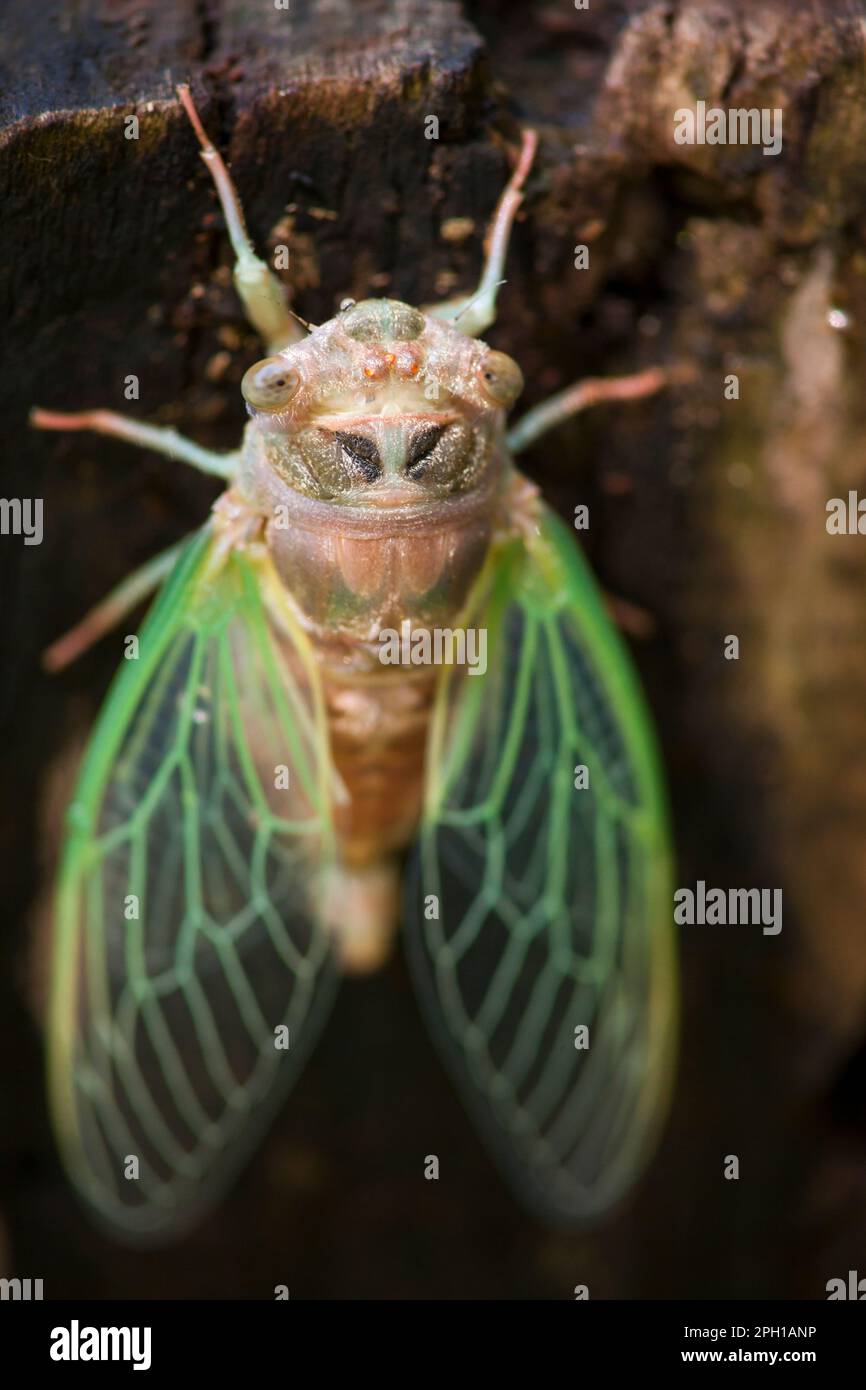 Cicada insect resting Stock Photo - Alamy