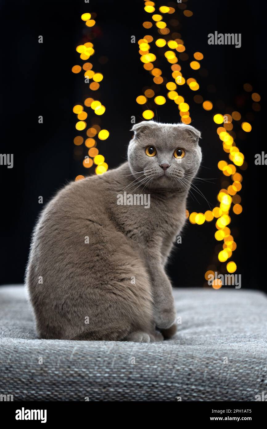 scottish fold cat sitting on sofa cushion looking at camera. full body ...