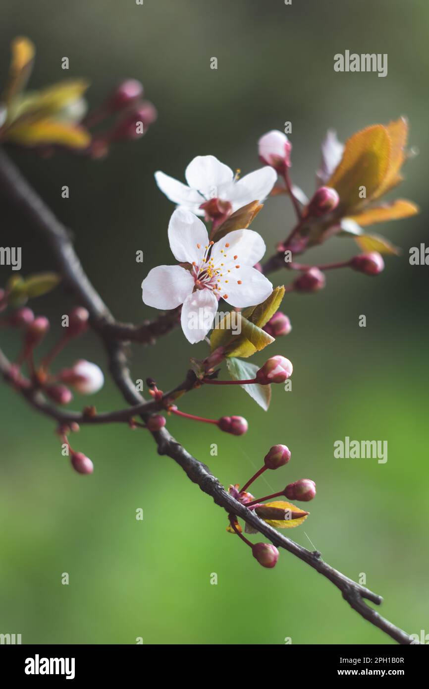 Spring cherry blossom, fresh flowers. Fruit tree branch. Blooming ...
