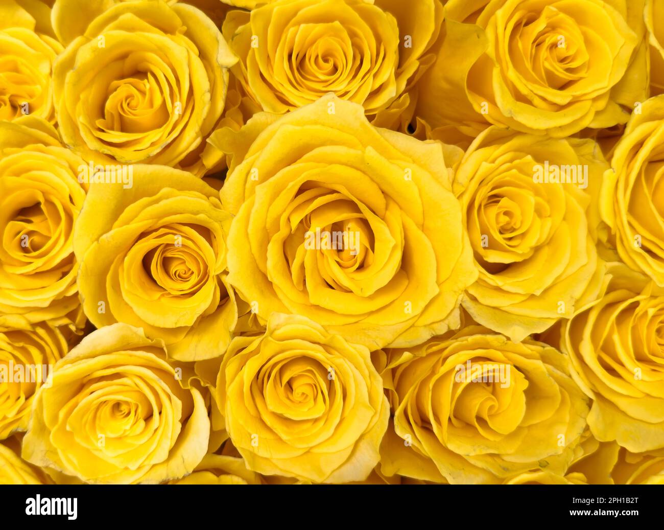 Beautiful yellow roses texture background.Rose pattern Stock Photo - Alamy