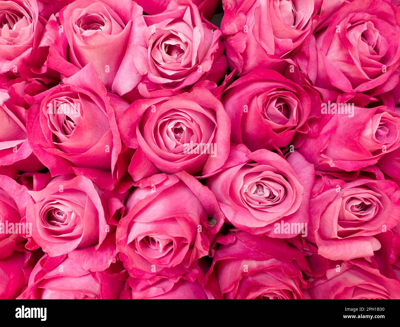 Beautiful red roses texture background.Rose pattern Stock Photo - Alamy