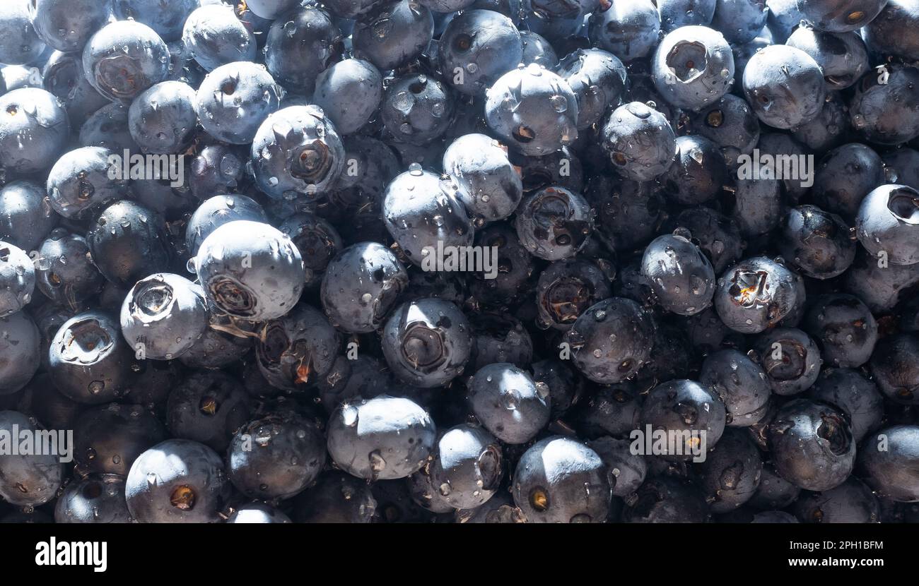 blueberry. Fresh Bilberries. Close-up background Stock Photo - Alamy