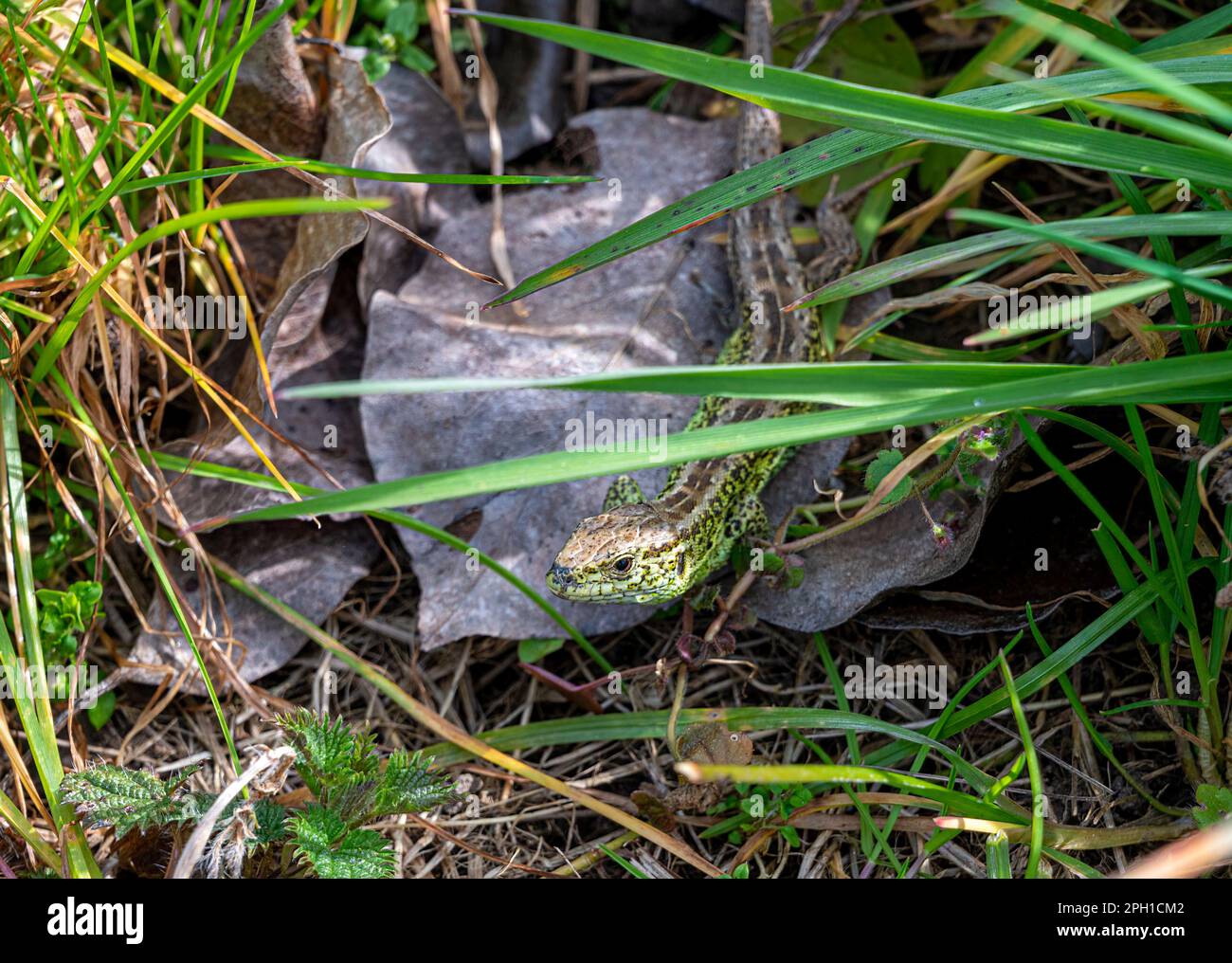 Green grass lizard hi-res stock photography and images - Alamy