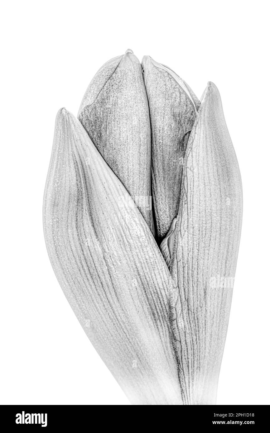A black and white photo of the budding flower of the Amaryllis. T Stock ...