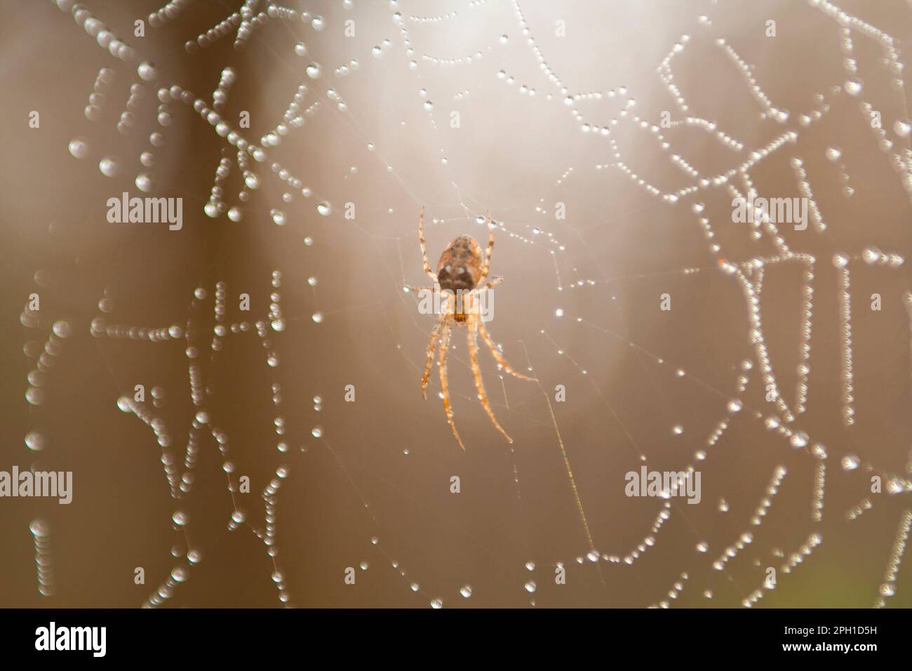 A close-up of a spider web with a spider suspended in the center ...