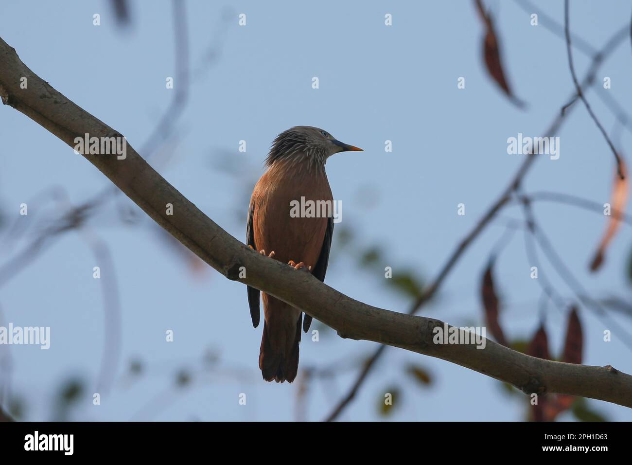 The chestnut-tailed starling or grey-headed myna. In Bangla its call ...