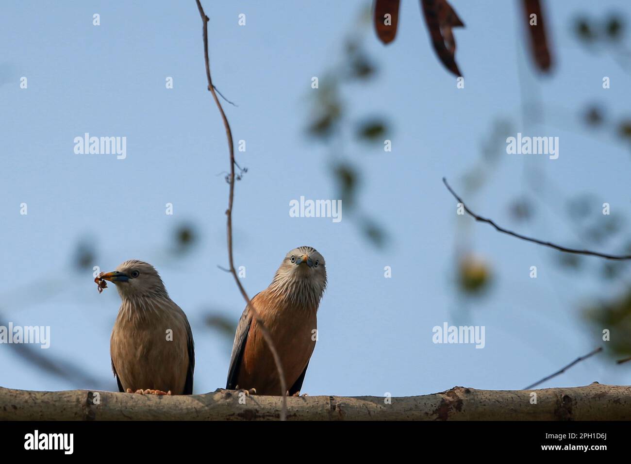 The chestnut-tailed starling or grey-headed myna. In Bangla its call ...