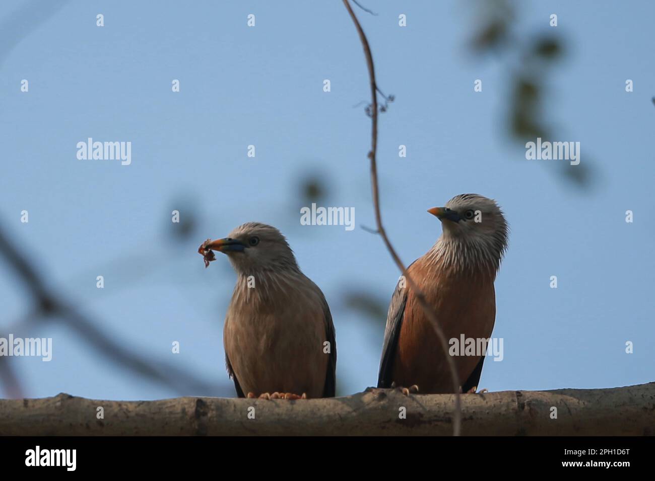 The chestnut-tailed starling or grey-headed myna. In Bangla its call ...