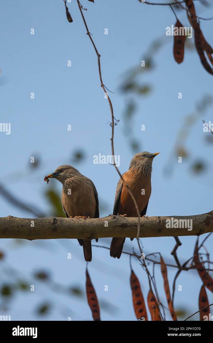 The chestnut-tailed starling or grey-headed myna. In Bangla its call ...