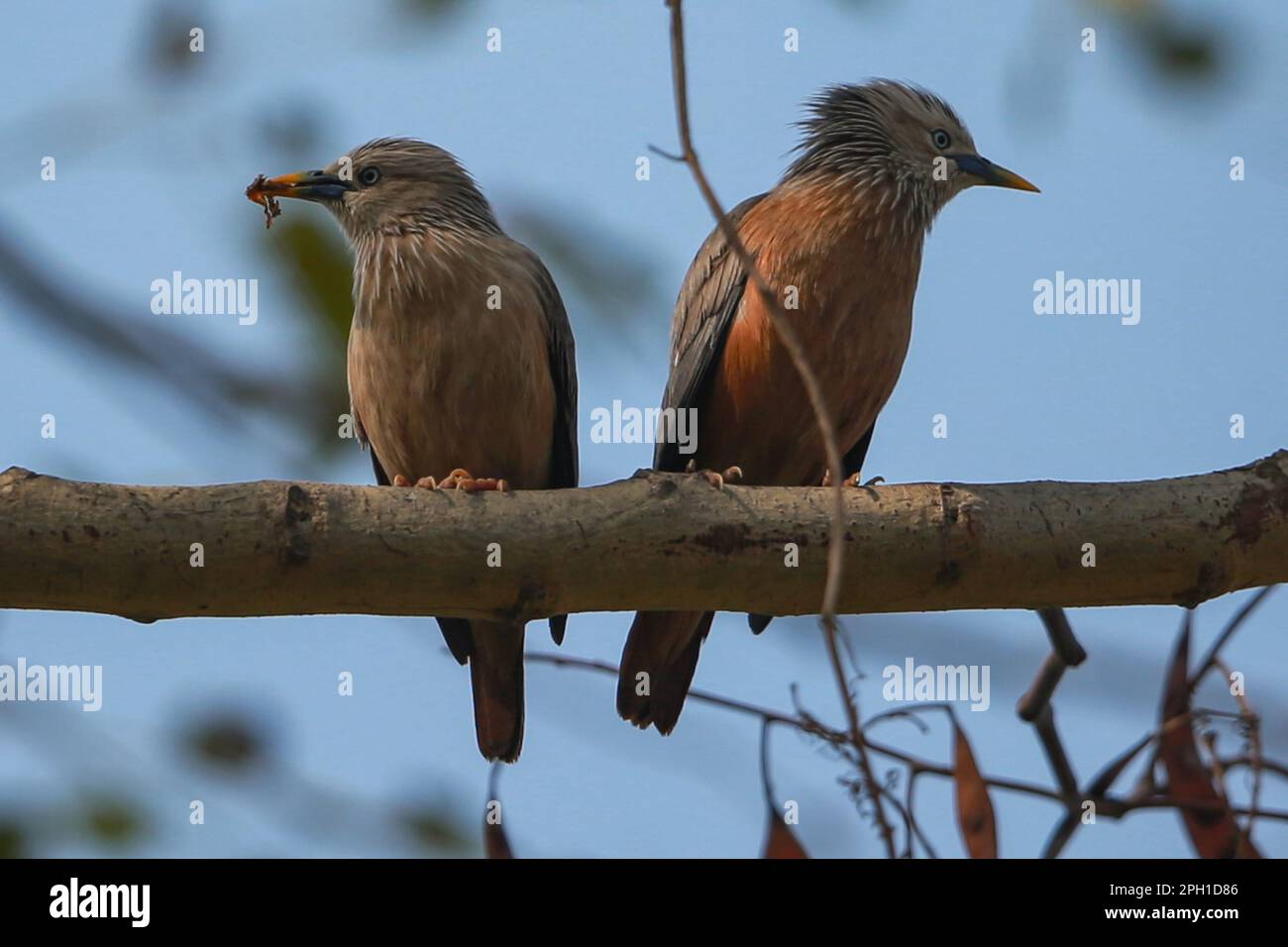 The chestnut-tailed starling or grey-headed myna. In Bangla its call ...