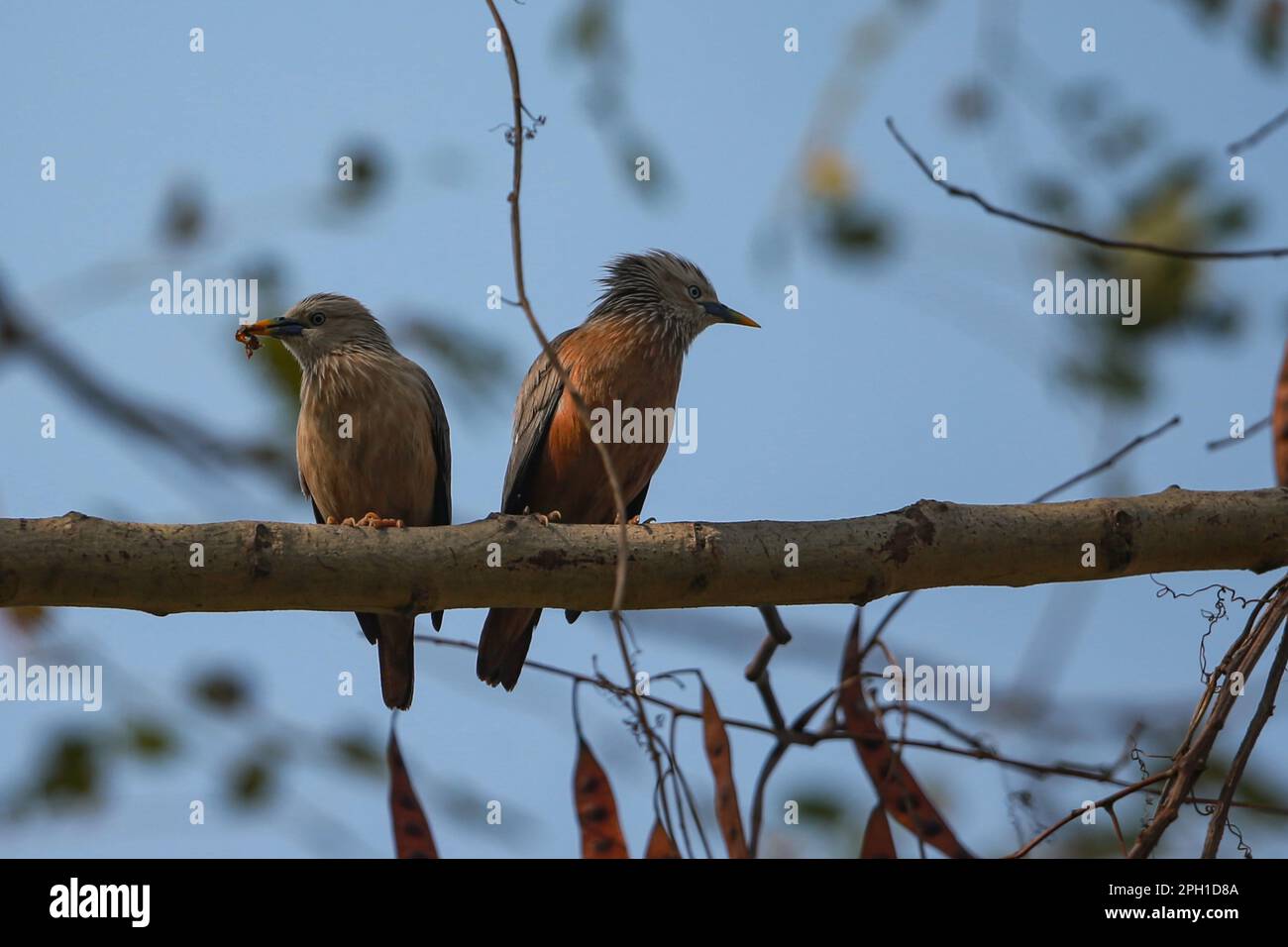Salik bird hi-res stock photography and images - Alamy