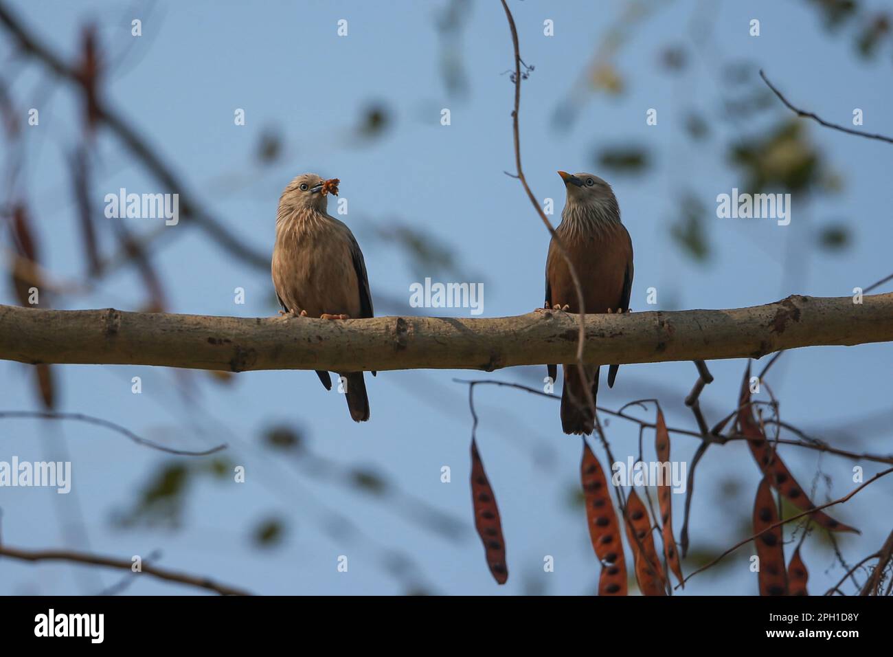 The chestnut-tailed starling or grey-headed myna. In Bangla its call ...