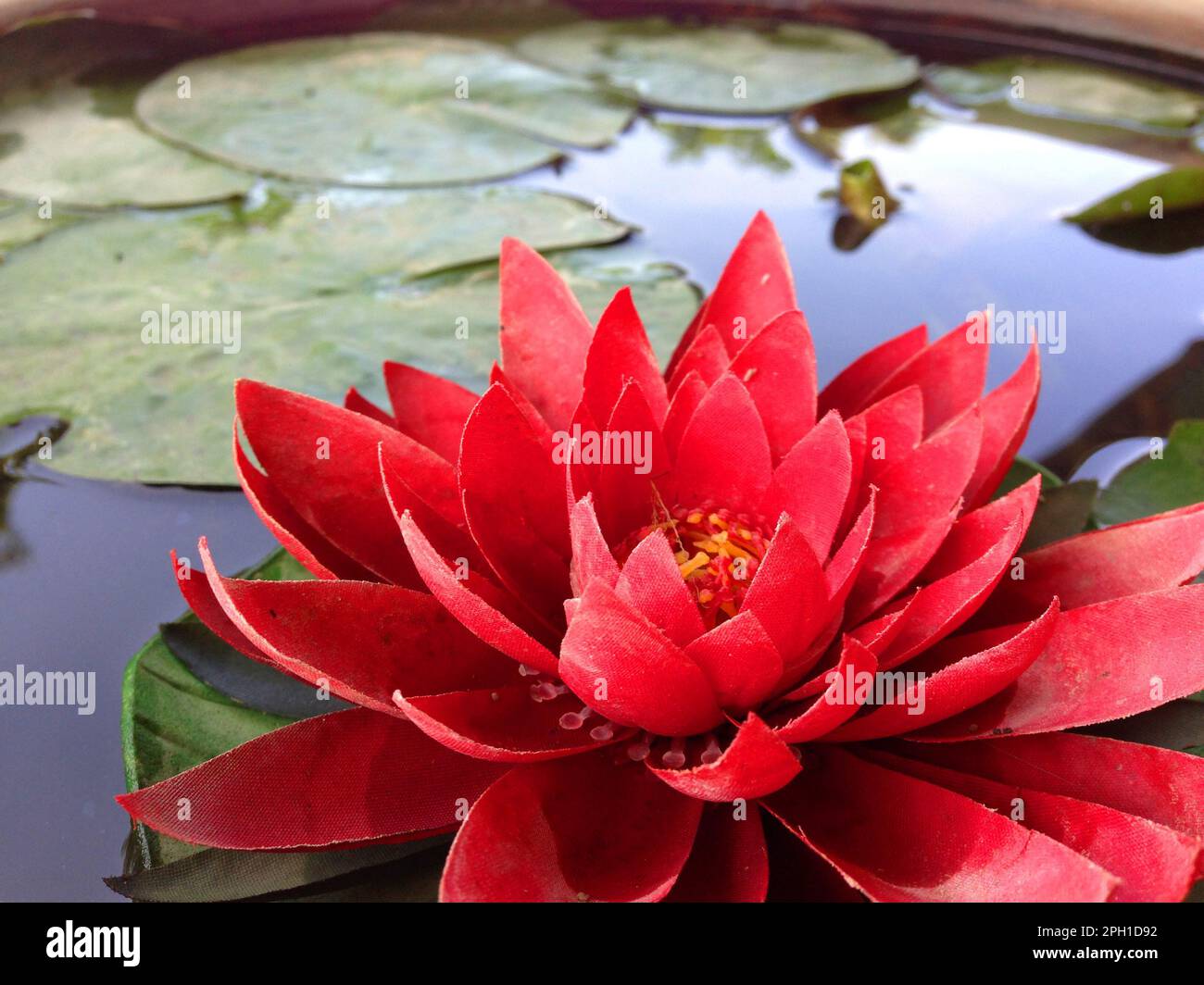 A vibrant red water lily blossom centered in a tranquil pond filled ...