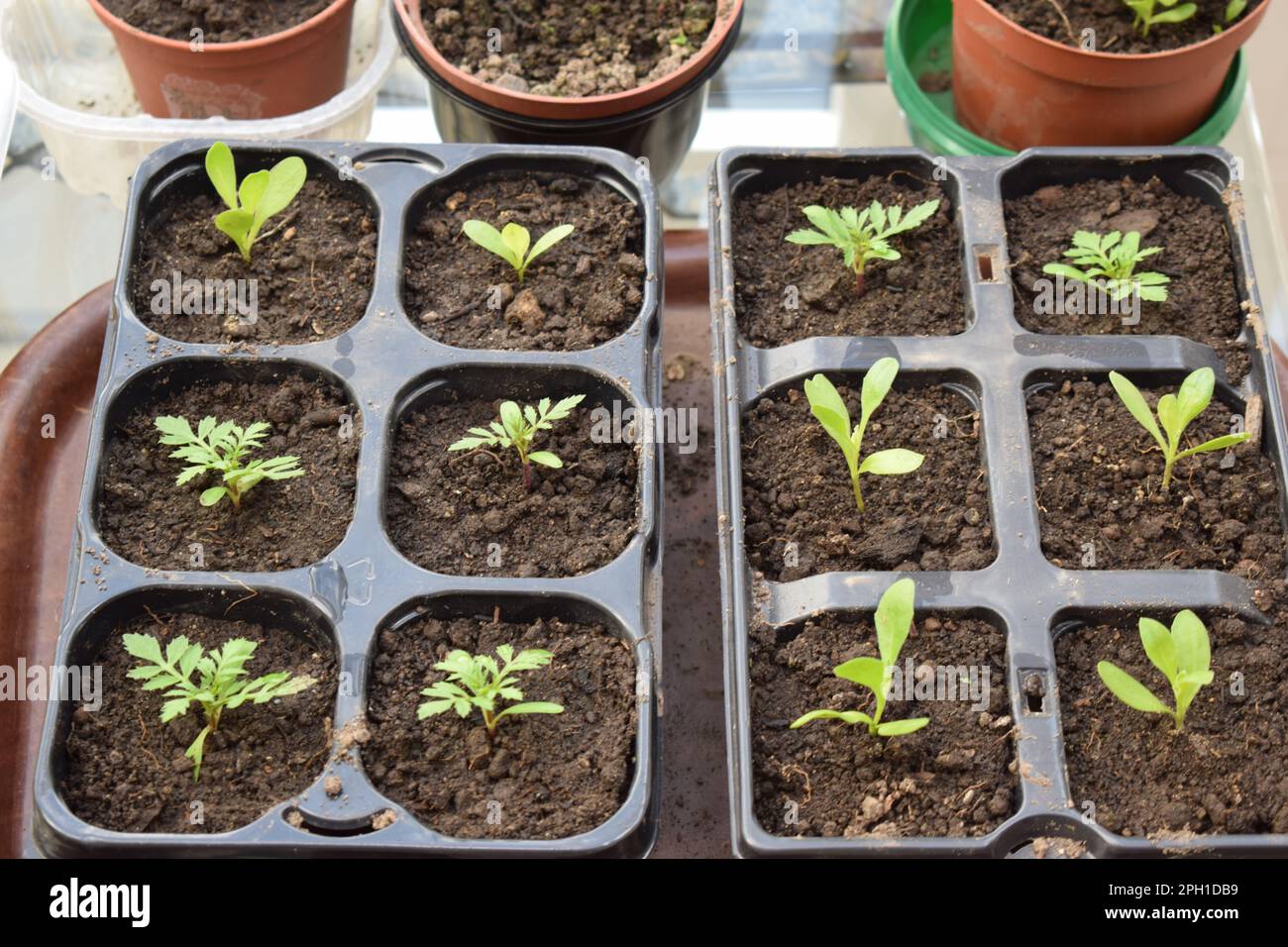 young flower seedlings Stock Photo - Alamy