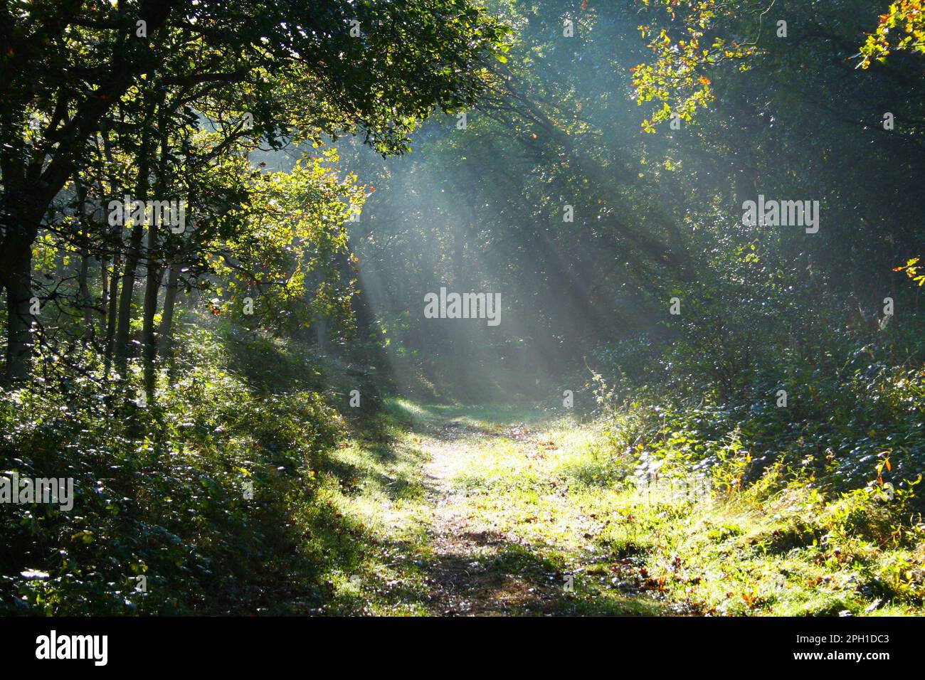 A sun-drenched forest with a winding path through the trees Stock Photo ...