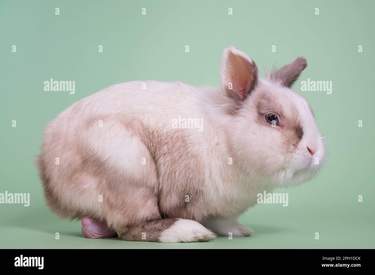 Portrait of a gray and white fox dwarf rabbit with large testicles ...