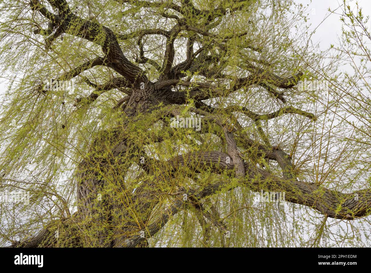 View into the canopy of a giant Weeping Willow tree in spring Stock ...