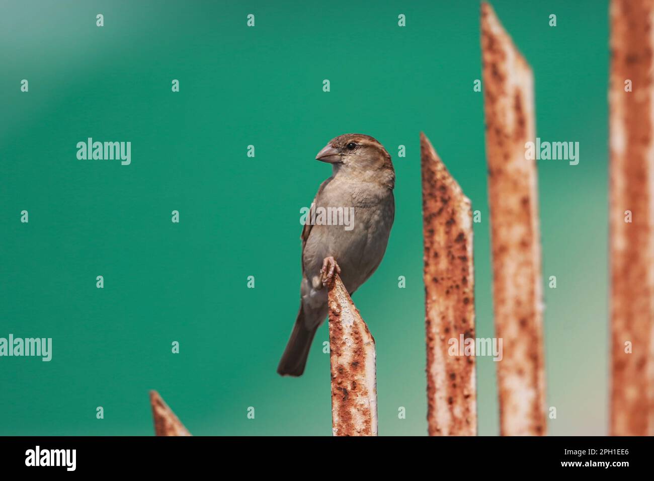 Sparrow characteristics hi-res stock photography and images - Alamy