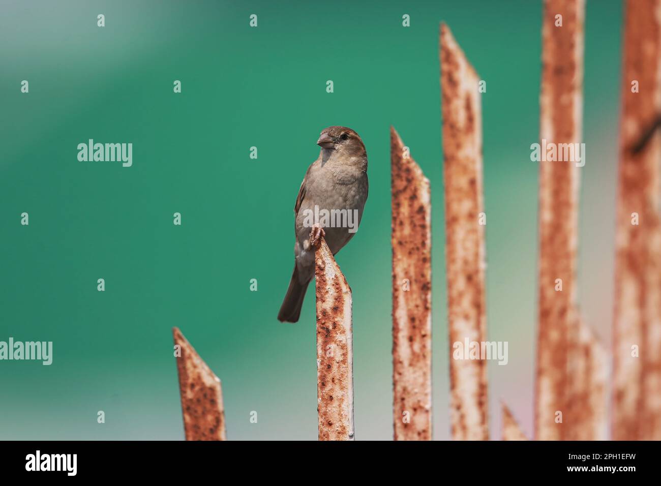 The house sparrow (Passer domesticus) is a bird of the sparrow family ...