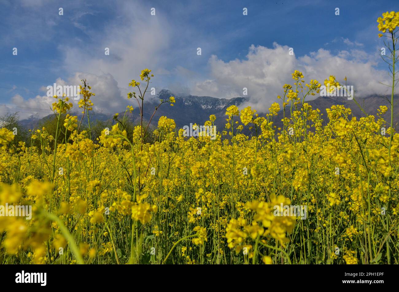 Mustard flowers are seen in full bloom with the mountains in the ...