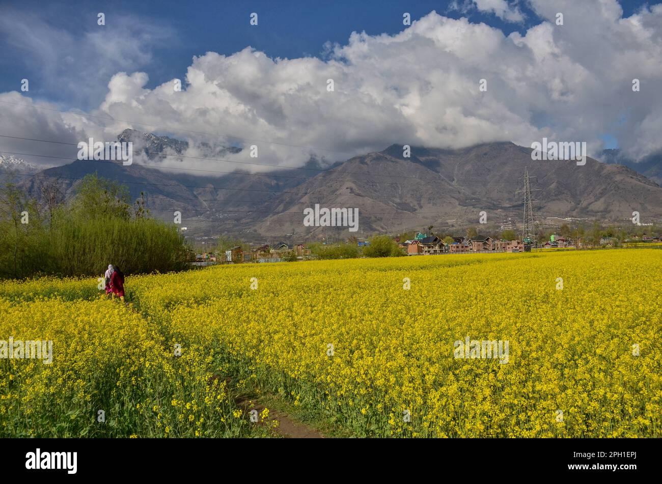 Kashmiri women walk through the blooming mustard fields during spring ...