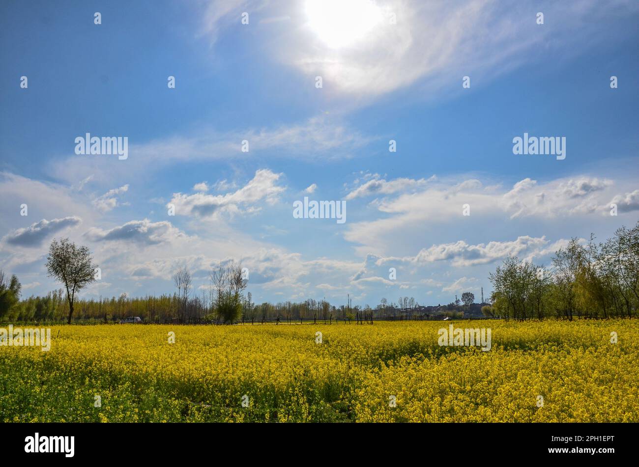 Mustard fields are seen in full bloom during spring season on the ...