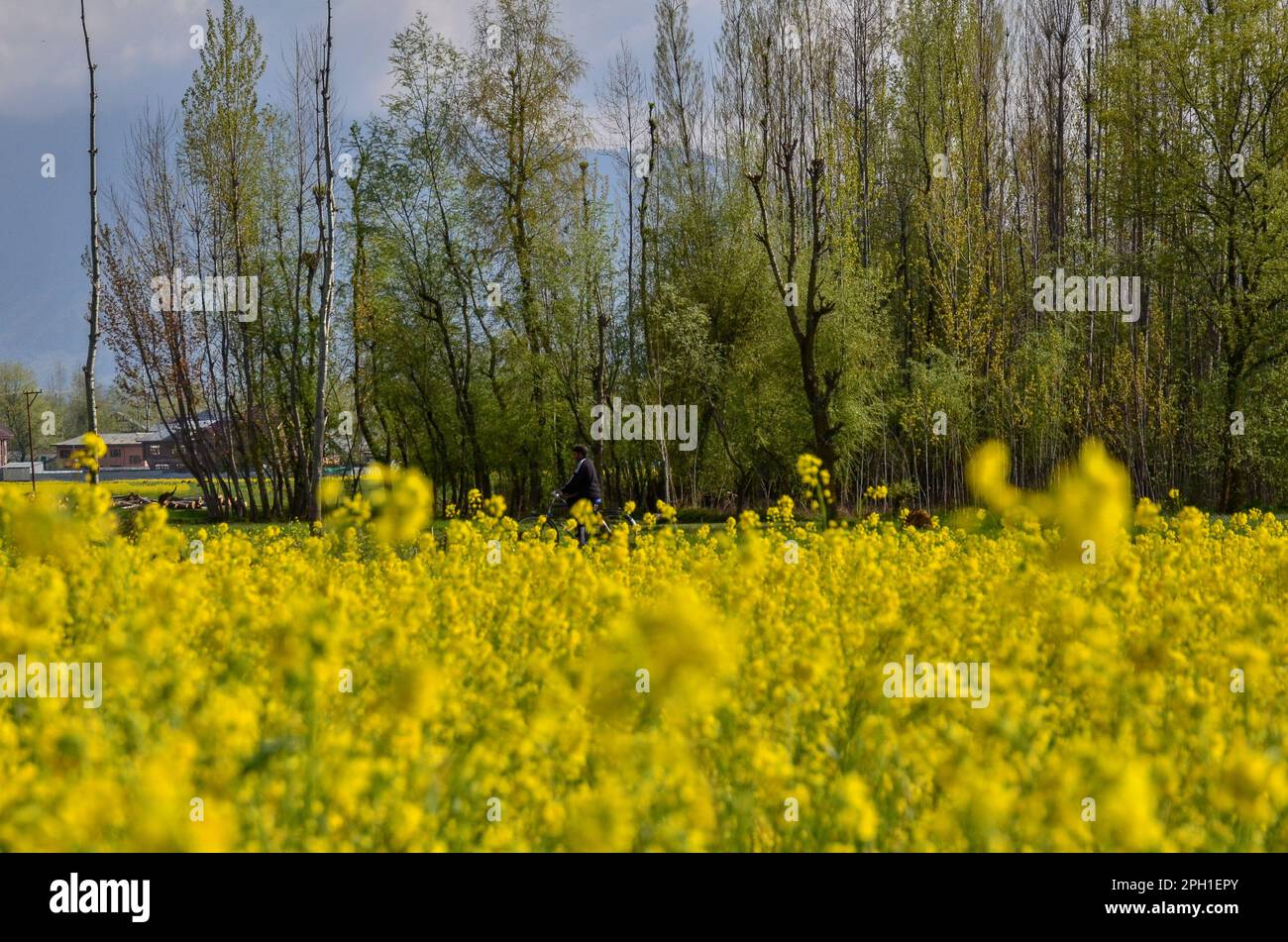 A cyclist rides along the blooming mustard fields during spring season ...