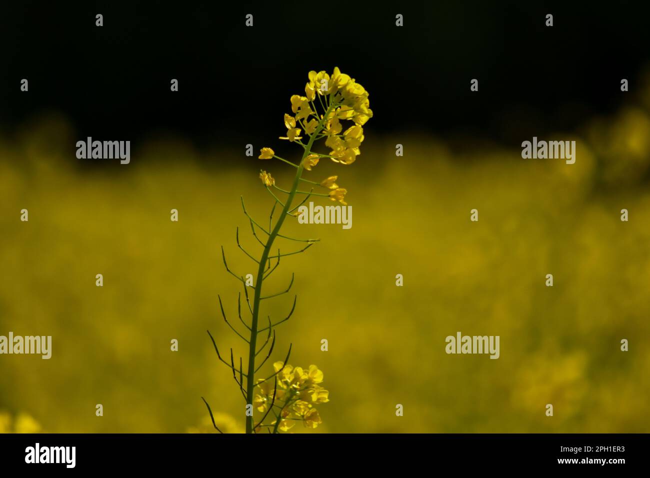 Mustard flowers are seen in full bloom during spring season on the ...