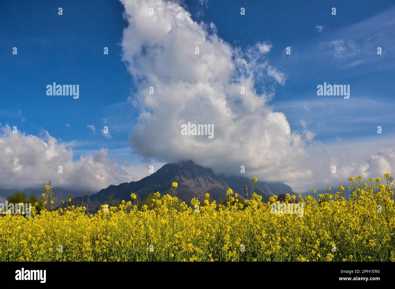 Mustard flowers are seen in full bloom with the mountains in the ...