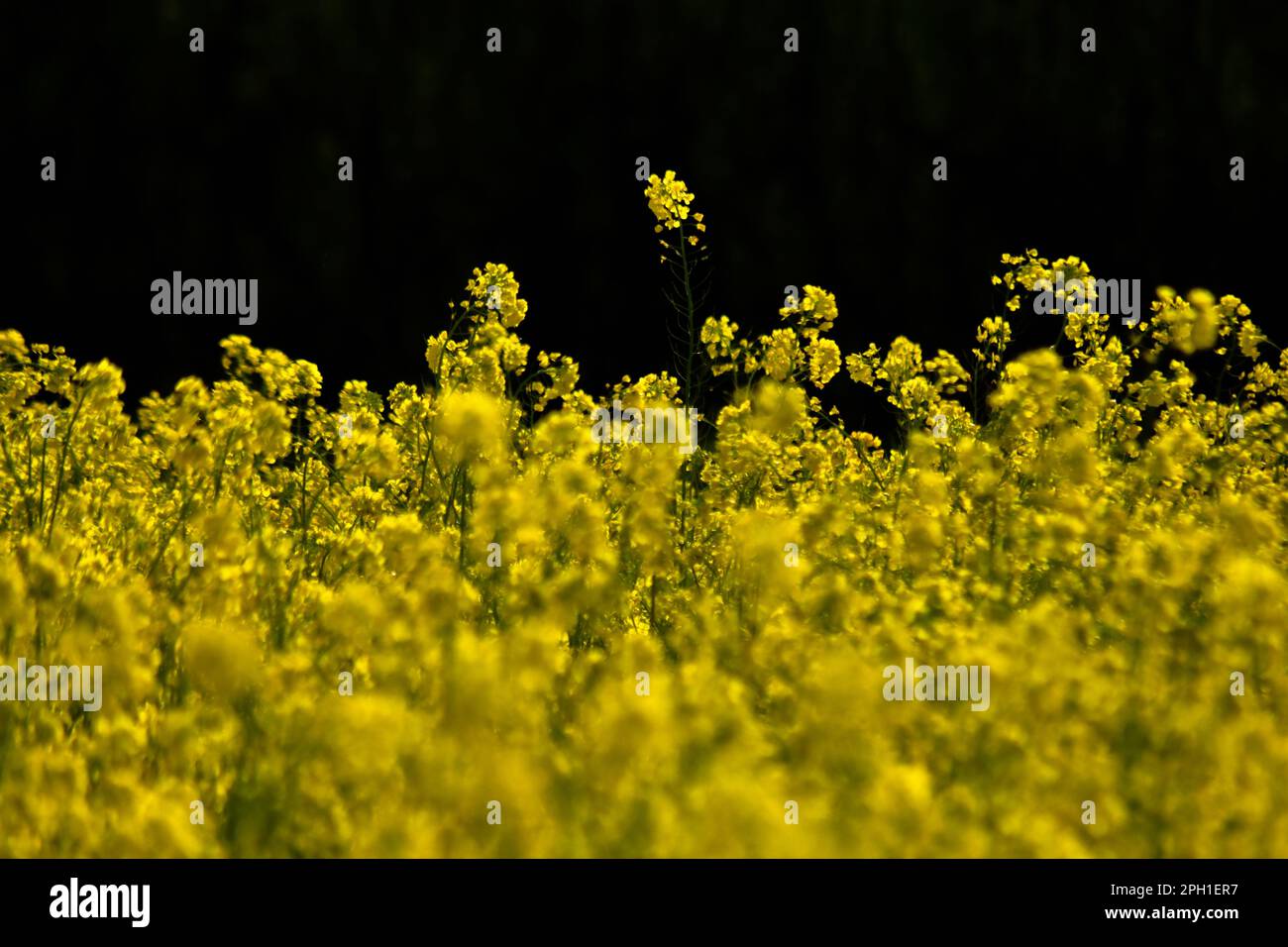 Mustard flowers are seen in full bloom during spring season on the ...