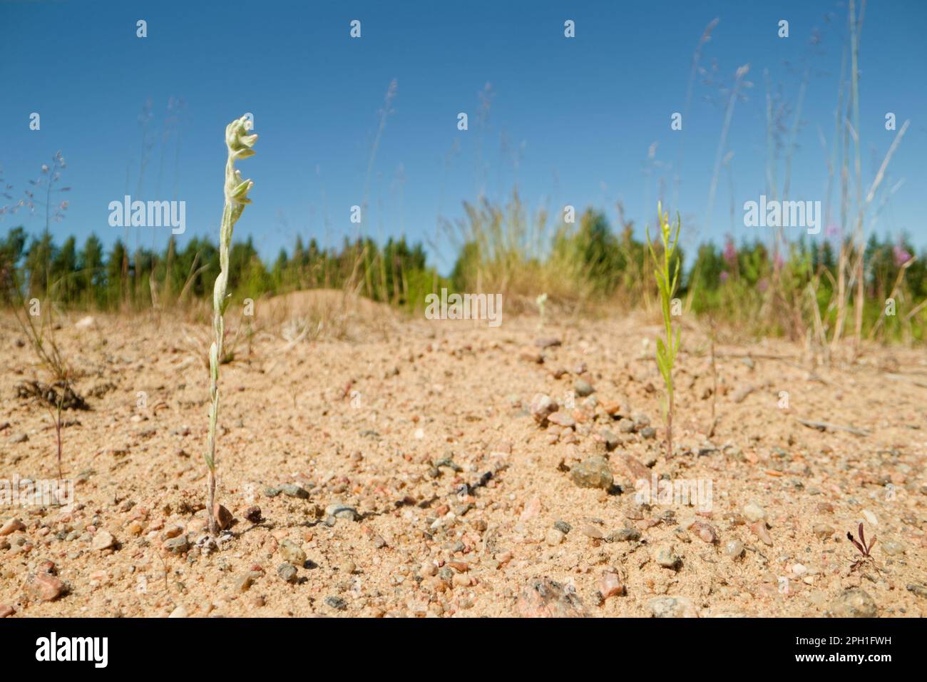 Field cudweed (Filago arvensis Stock Photo - Alamy