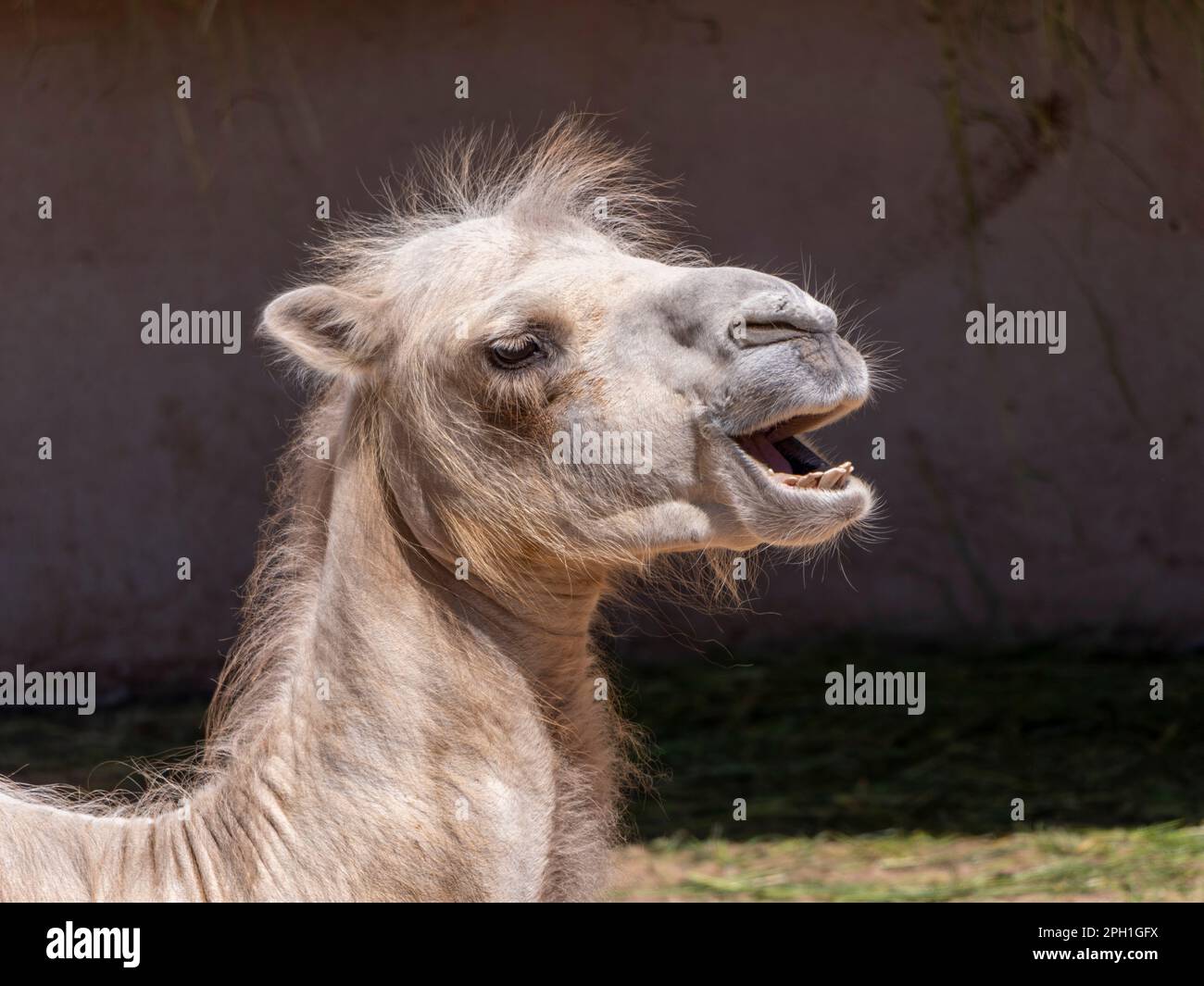 Portrait of a graceful two-humped camel resting in the shade Stock ...