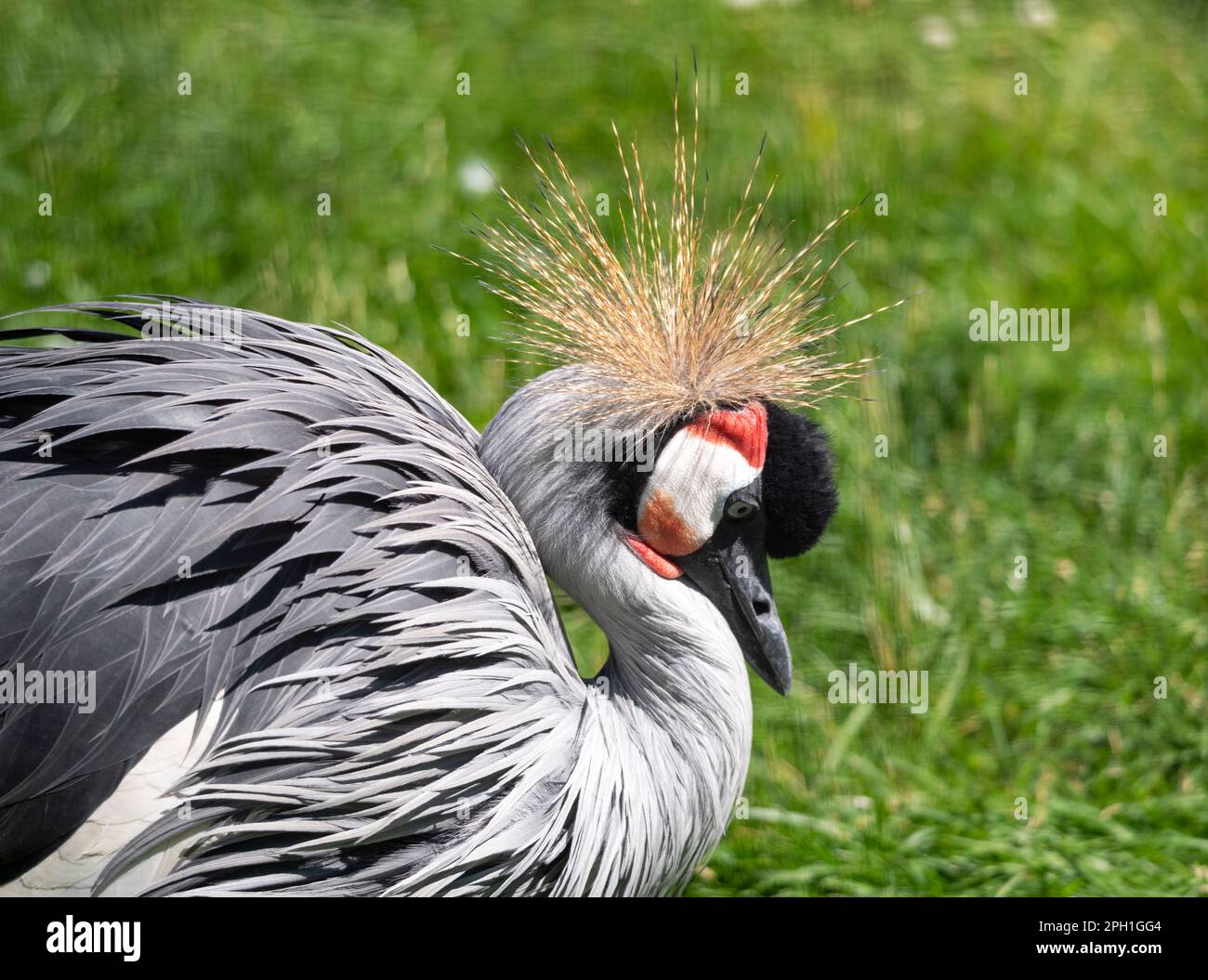 Beautiful bird, Grey Crowned Crane with blue eye and red wattle Stock ...