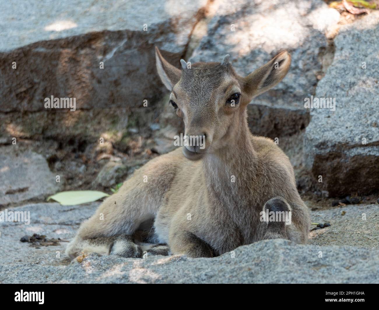 Beautiful mountain goat with helical long horns on the background of ...