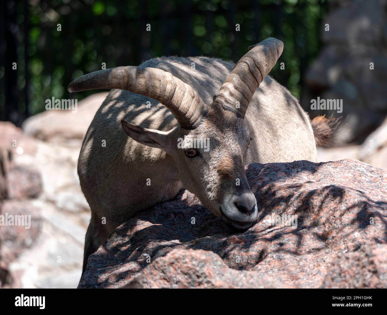 Beautiful mountain goat with helical long horns on the background of ...