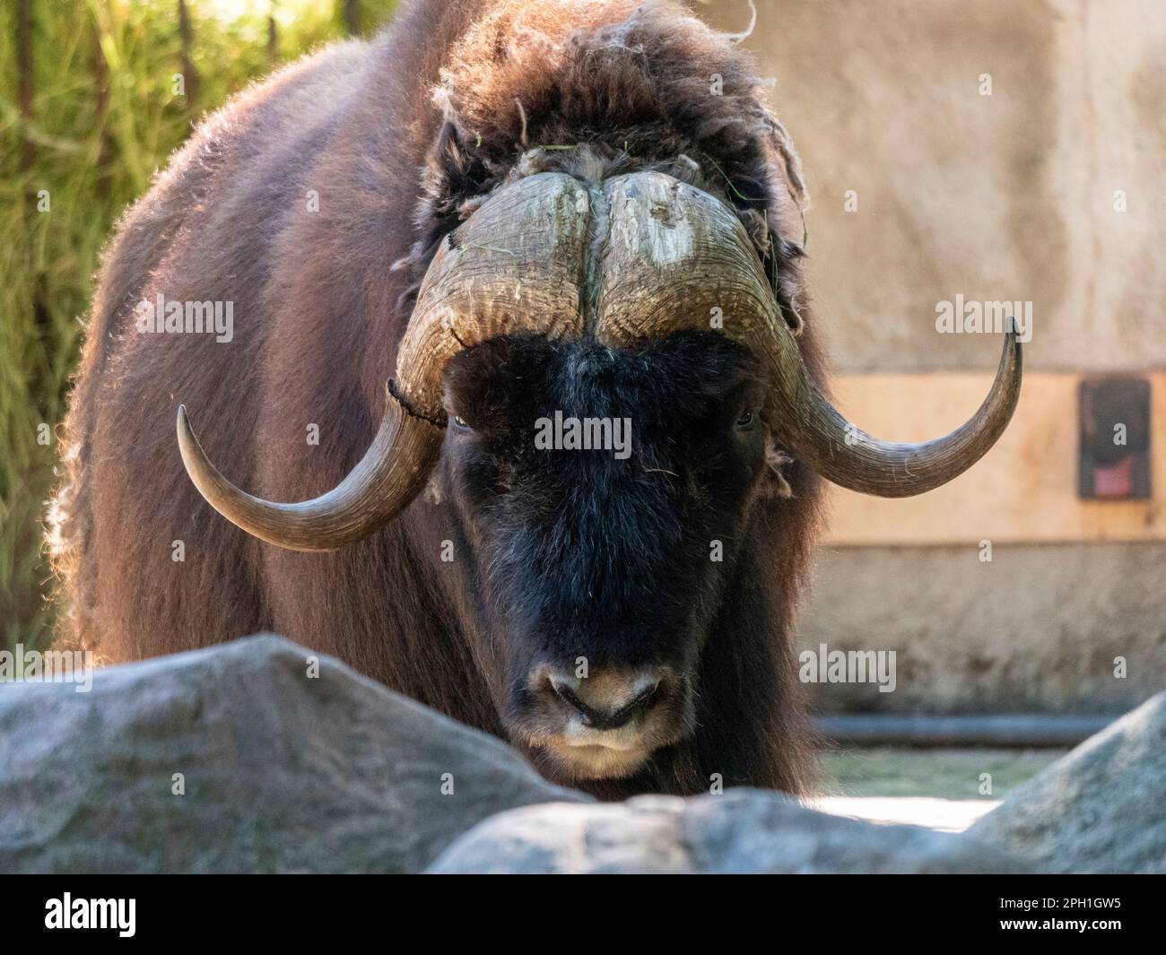 Taro head hi-res stock photography and images - Alamy
