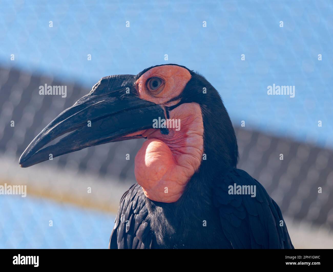 Horned parrot hi-res stock photography and images - Alamy