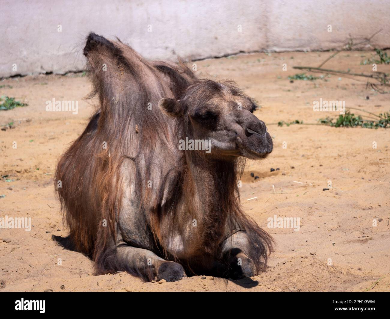 Portrait of a graceful two-humped camel resting in the shade Stock ...