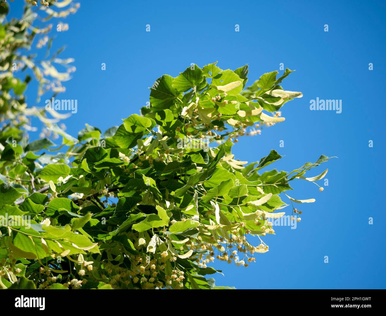 Linden tree in bloom, against a green leaves Stock Photo - Alamy