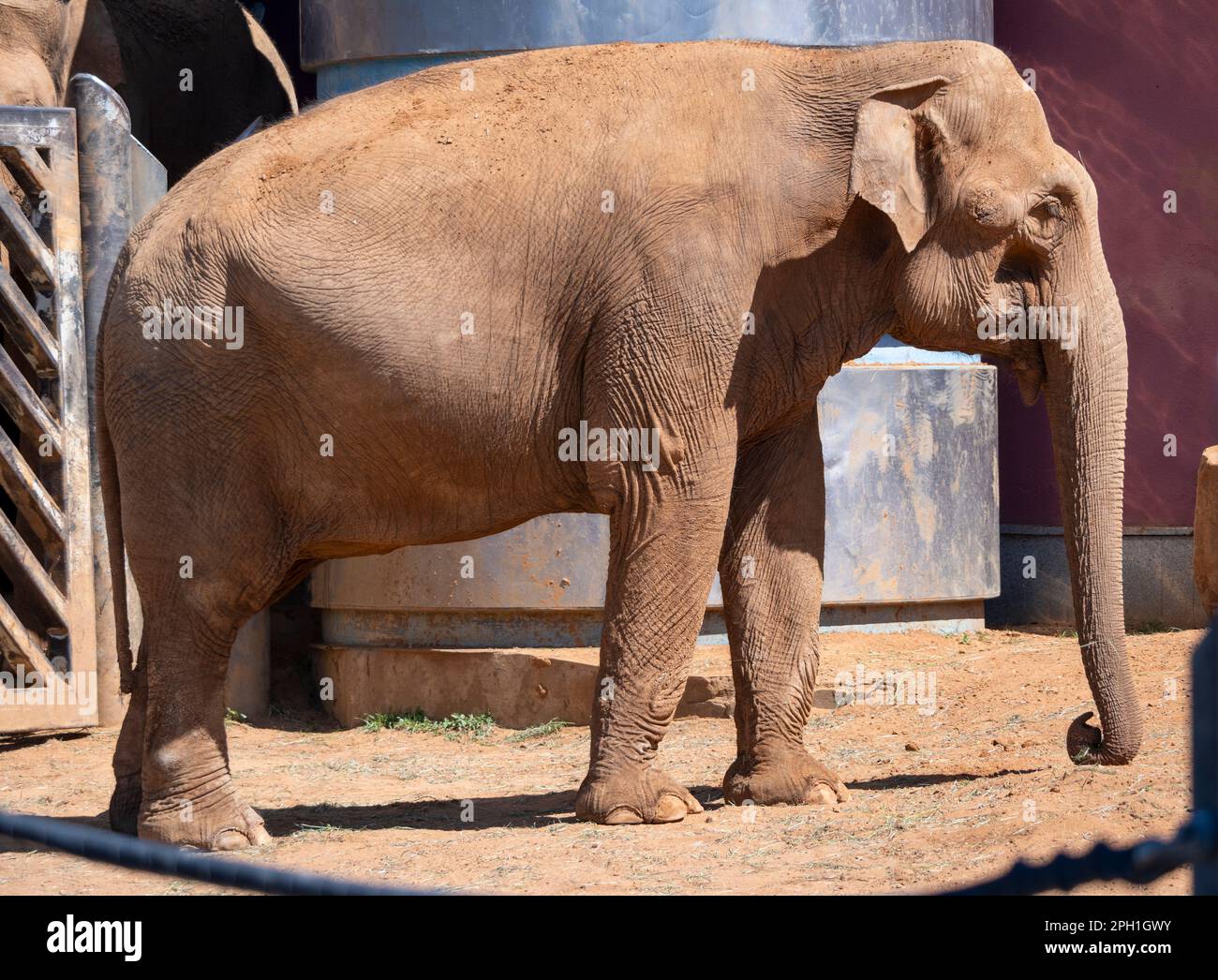 Indian elephant eats green hi-res stock photography and images - Alamy