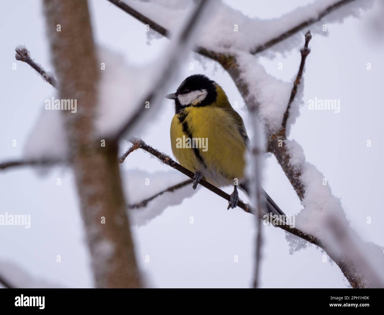 Birds near Moscow, yellow oatmeal on a tree branch Stock Photo - Alamy