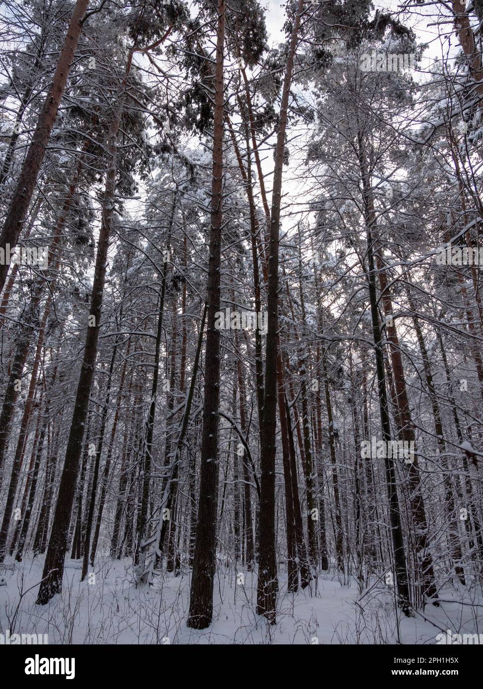 Beautiful winter forest after snowfall, branches covered in snow Stock ...