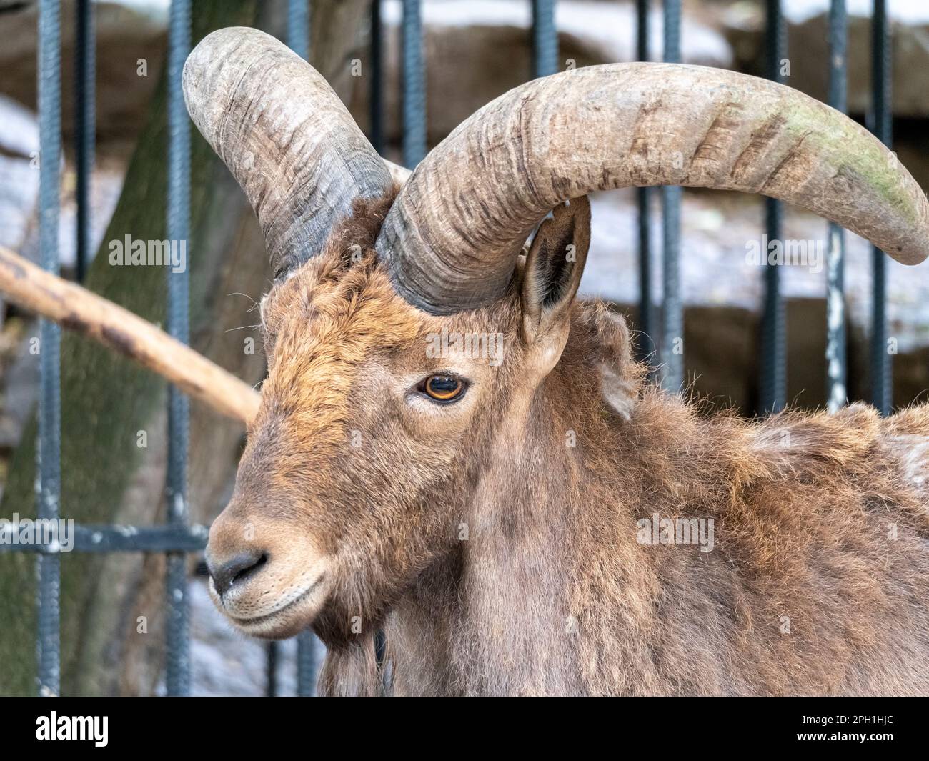 Beautiful mountain goat with helical long horns on the background of ...